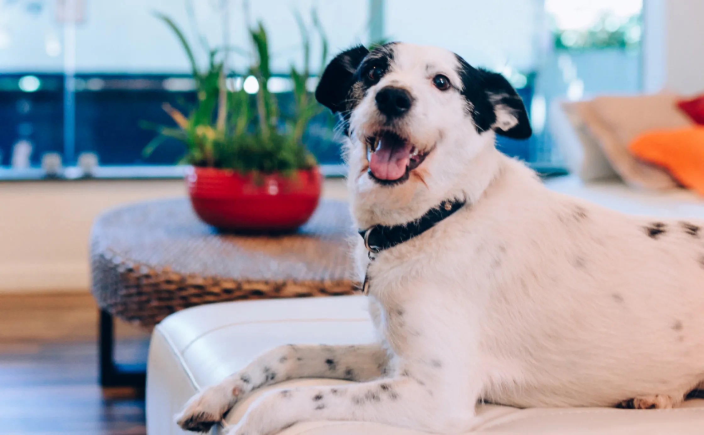 Nuisance Barking | LA Animal Services