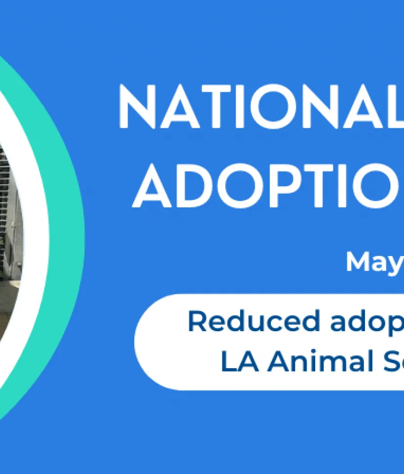 National Pet Month Adoption Weekend | LA Animal Services